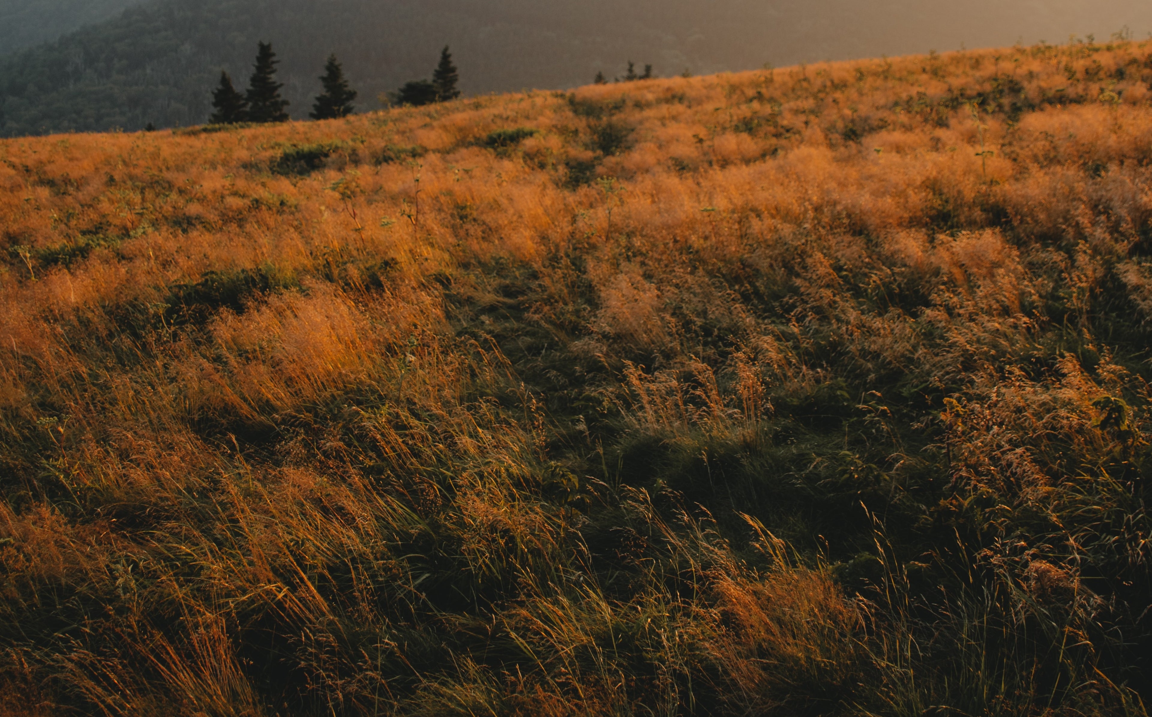 Oath Food Co – Oath Food Co.