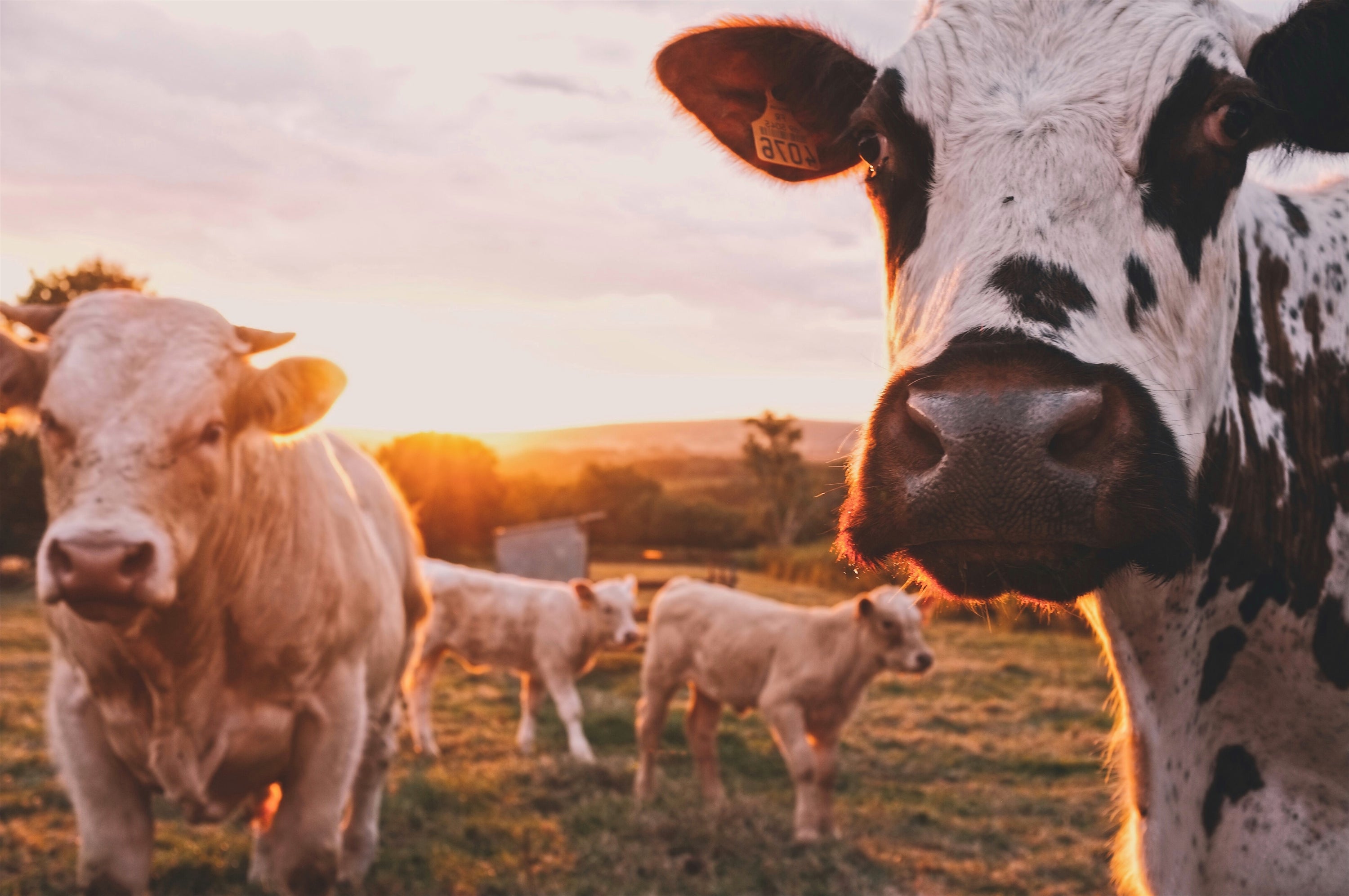 Oath Food Co – Oath Food Co.